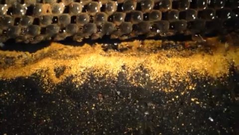 Gold Strike Micron Gold